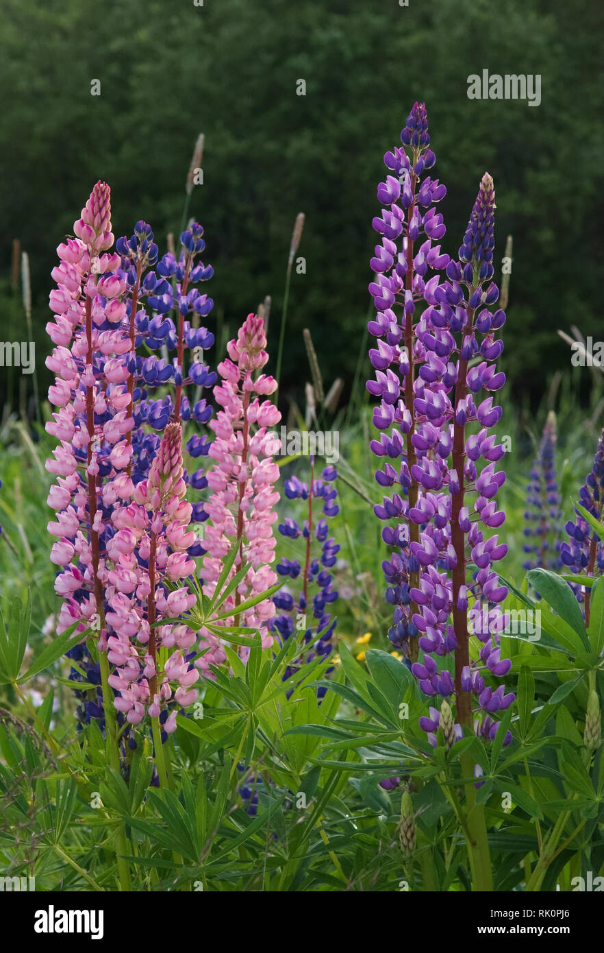 Lapland rosebay flowers hi-res stock photography and images - Alamy