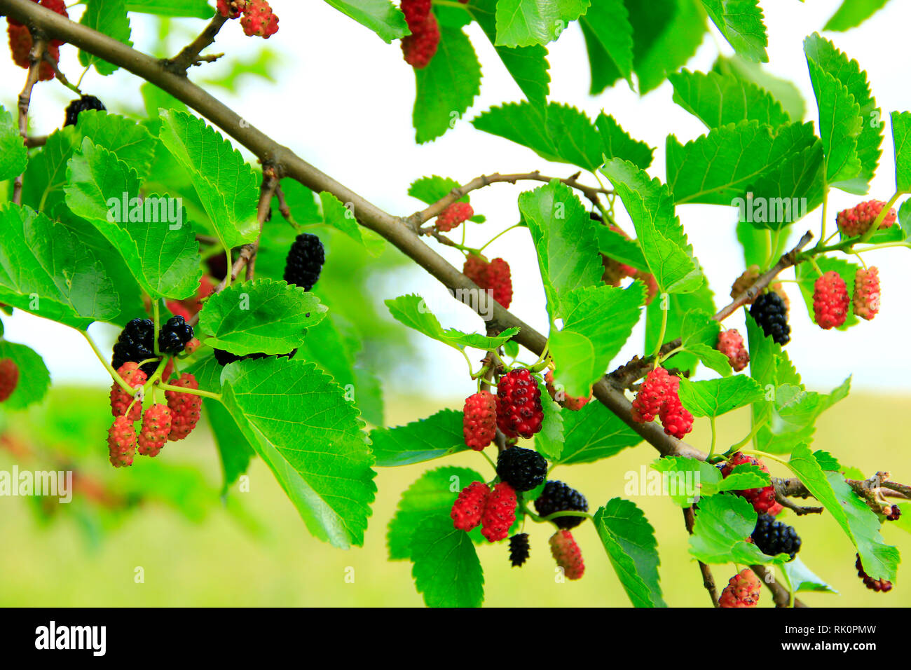 Branch of ripe mulberry. Berries on tree. Ripe mulberry hanging on tree ...