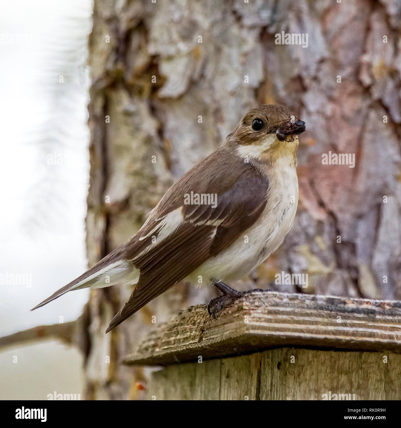 European pied flycatcher Stock Photo - Alamy