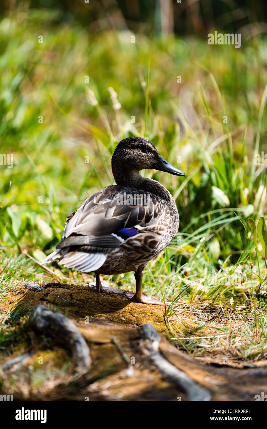 Wild duck rest on the lake in the green grass, the young generation of ...
