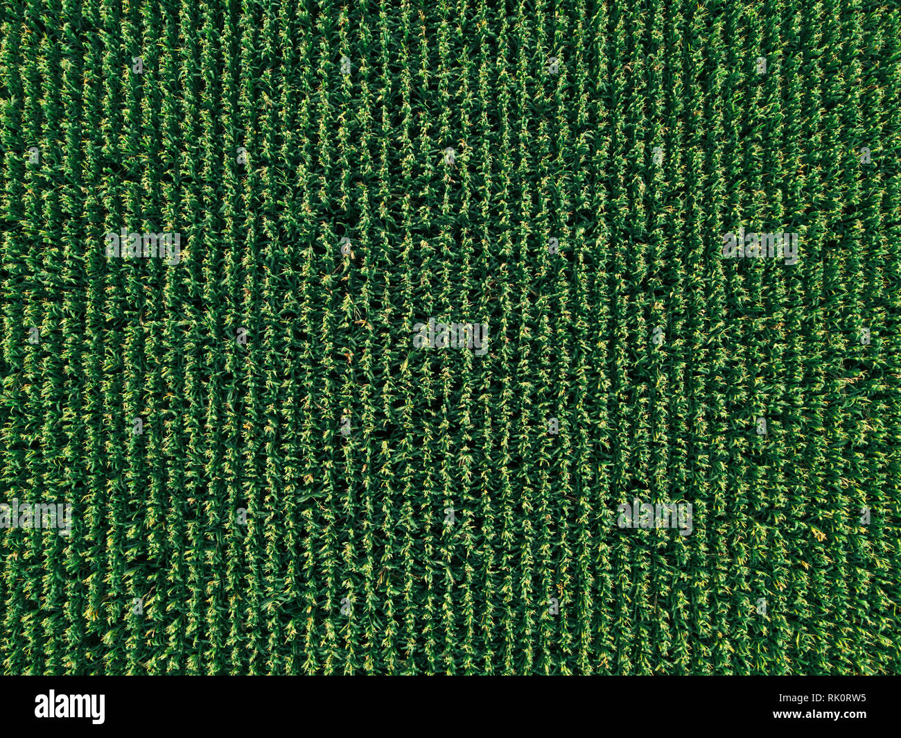 Aerial drone top view of cultivated green corn field, abstract texture ...