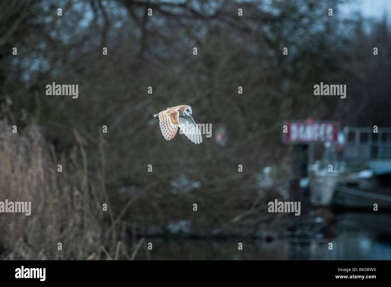 Barn Owl, Farmoor, Oxfordshire, UK Stock Photo - Alamy