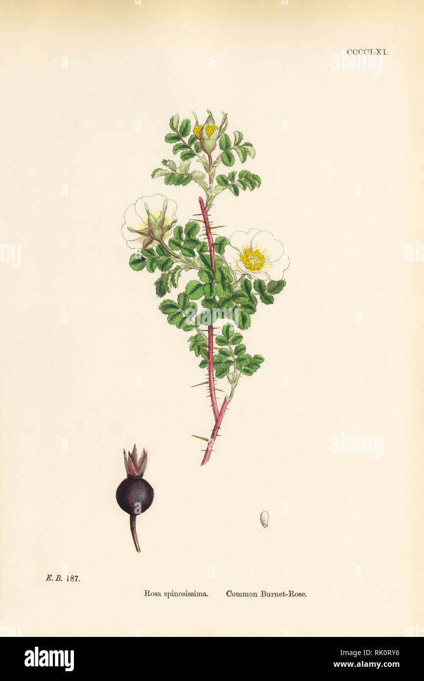 Antique Hand-Colored English Victorian Botanical Illustration, Circa ...