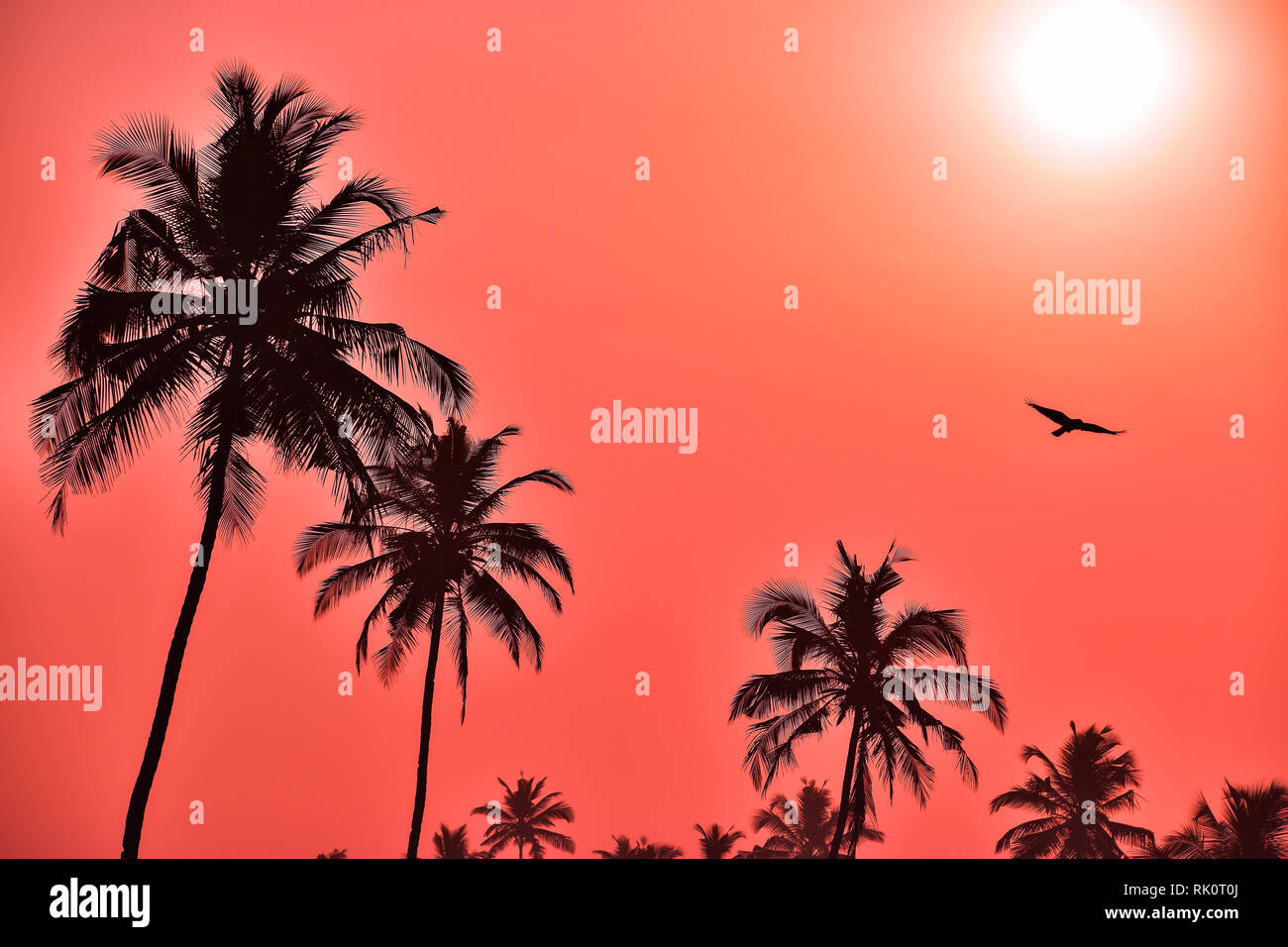 Palm Tree Sunset over the Arabian Sea, Goa, India Stock Photo - Alamy