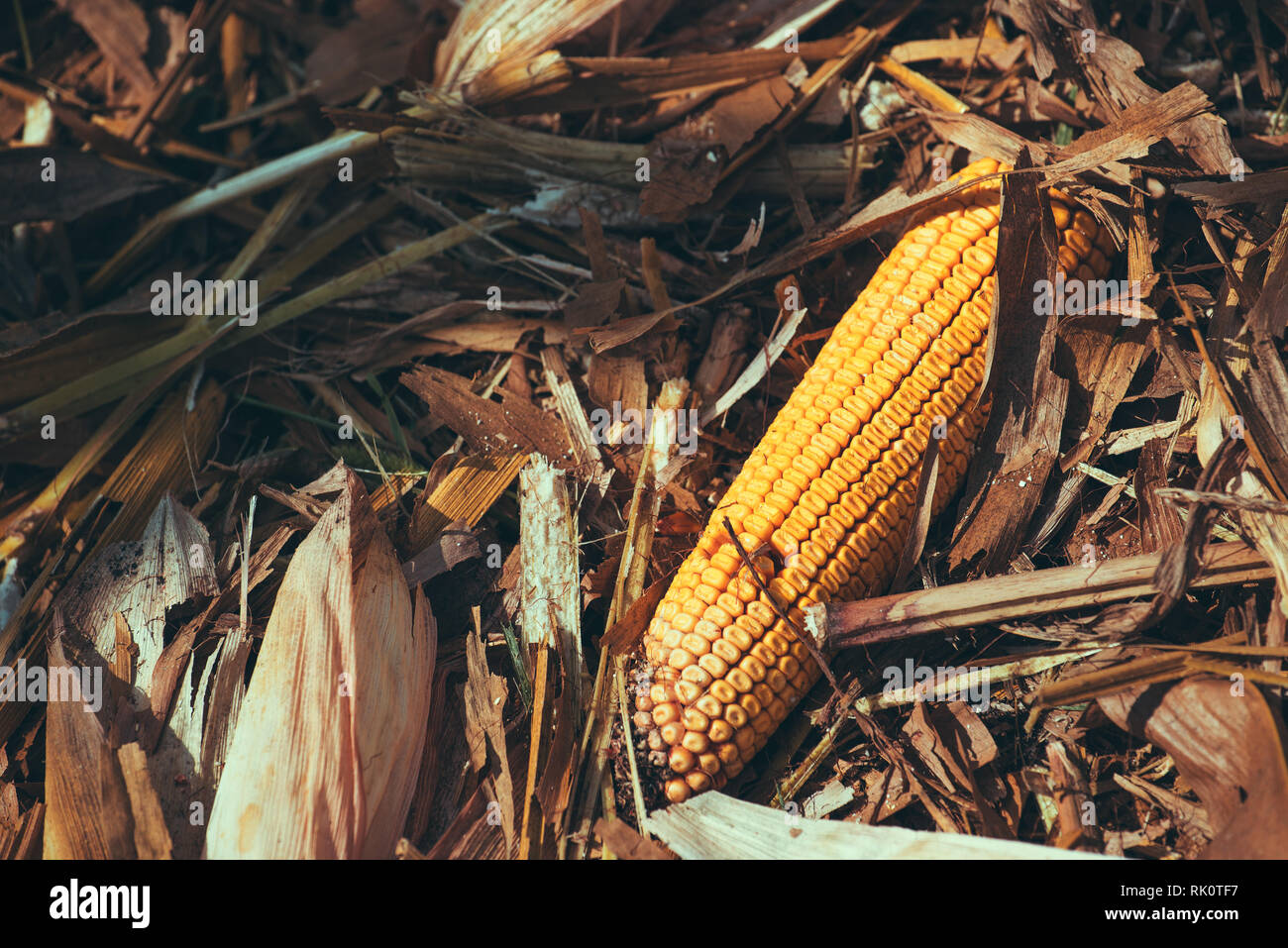 Ear of corn in field after harvest Stock Photo - Alamy