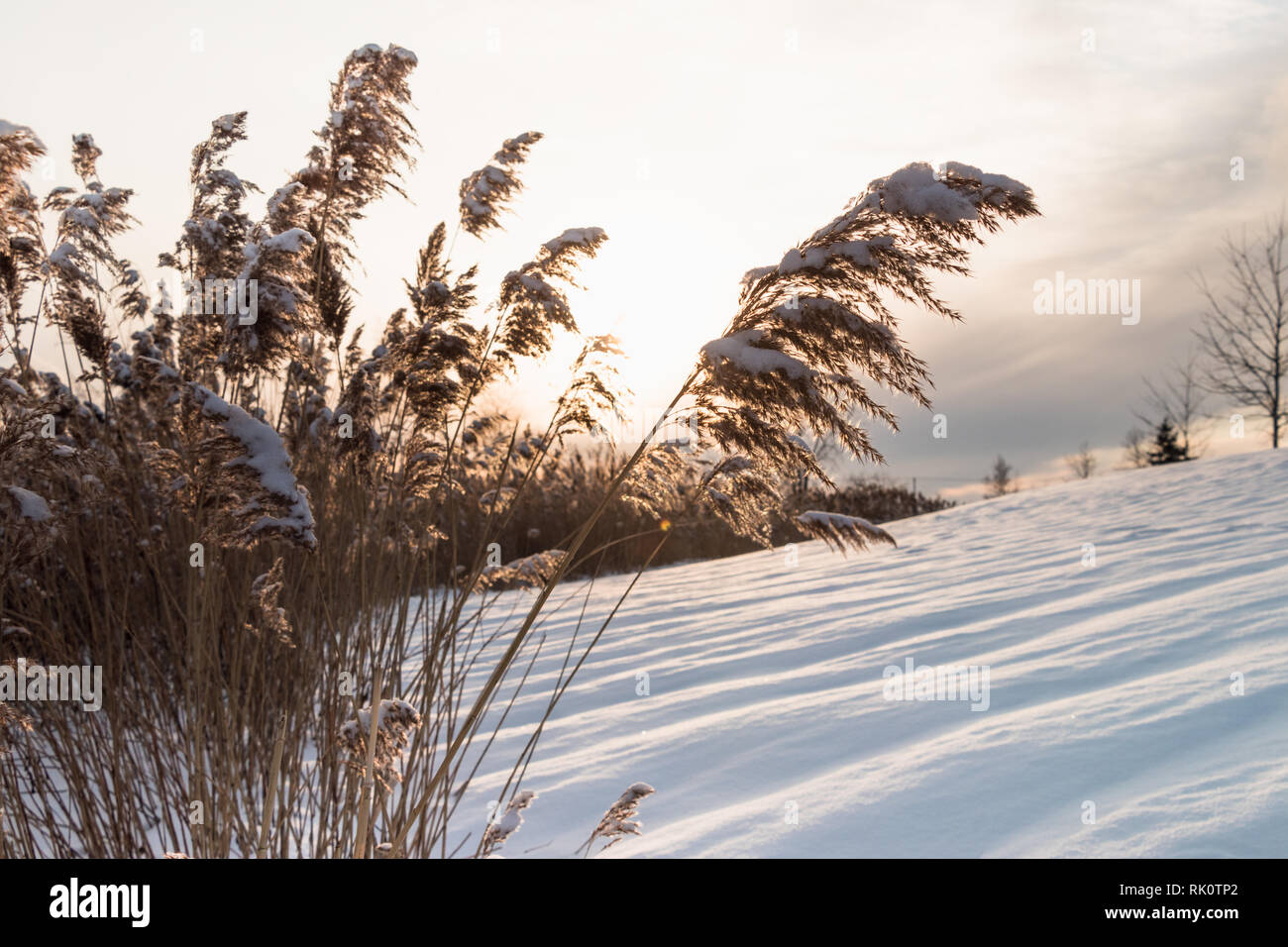 Invasive phragmites hi-res stock photography and images - Alamy