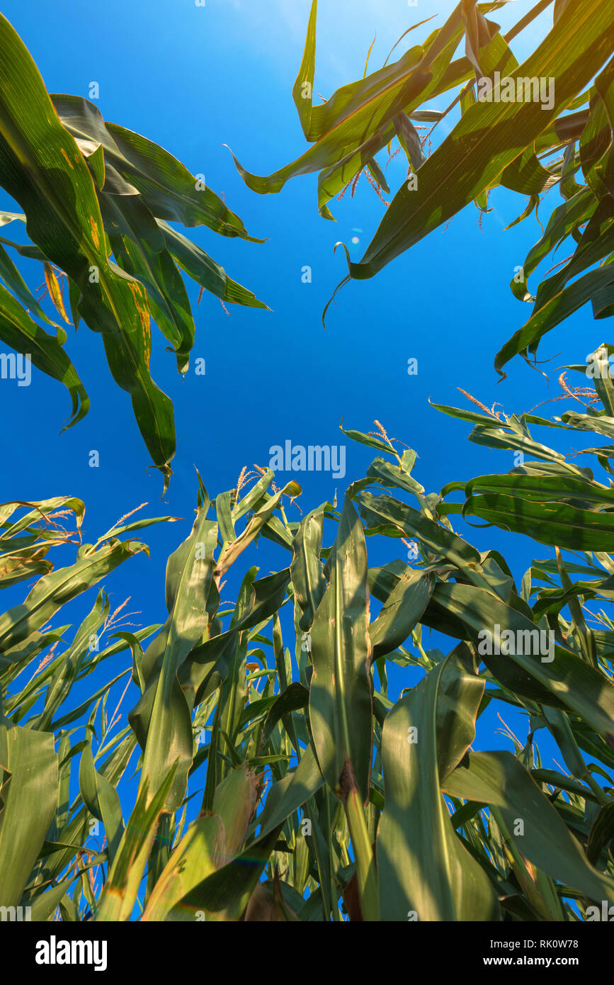 High corn hi-res stock photography and images - Alamy
