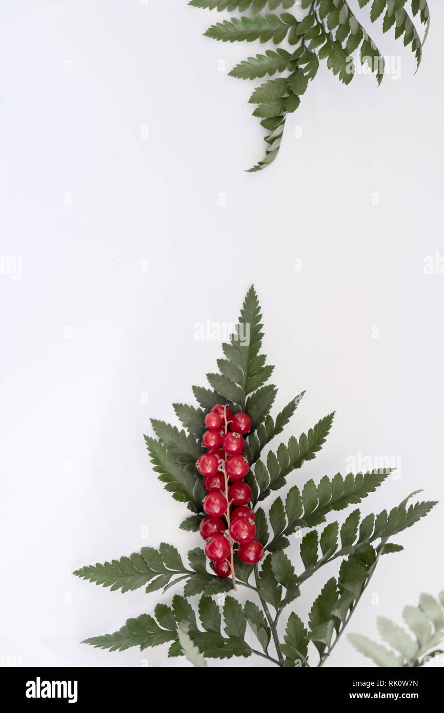 Red berries with fern Stock Photo - Alamy