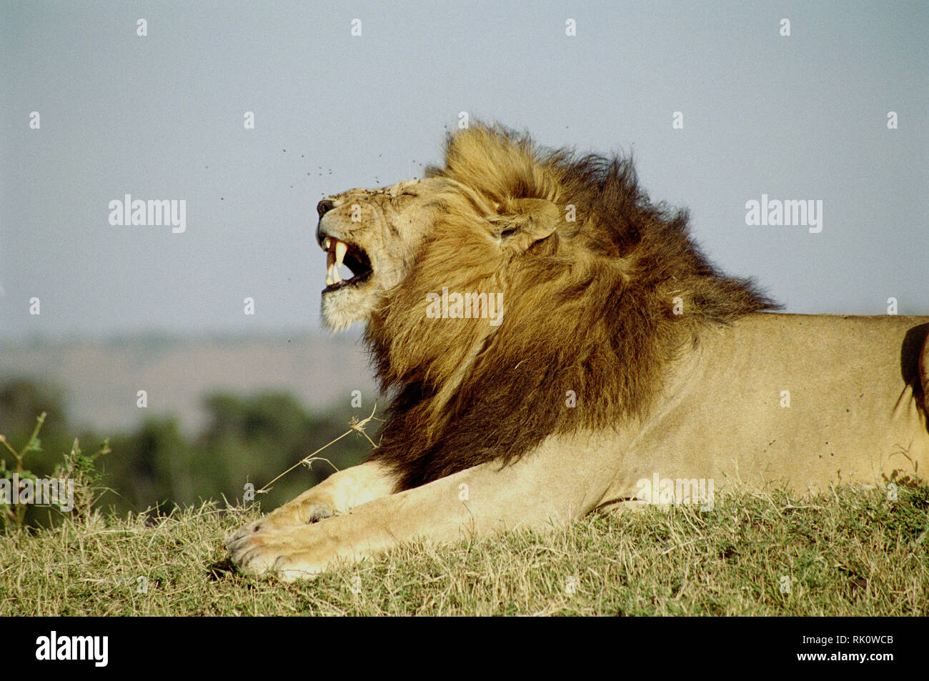 Male lion stretching Stock Photo - Alamy