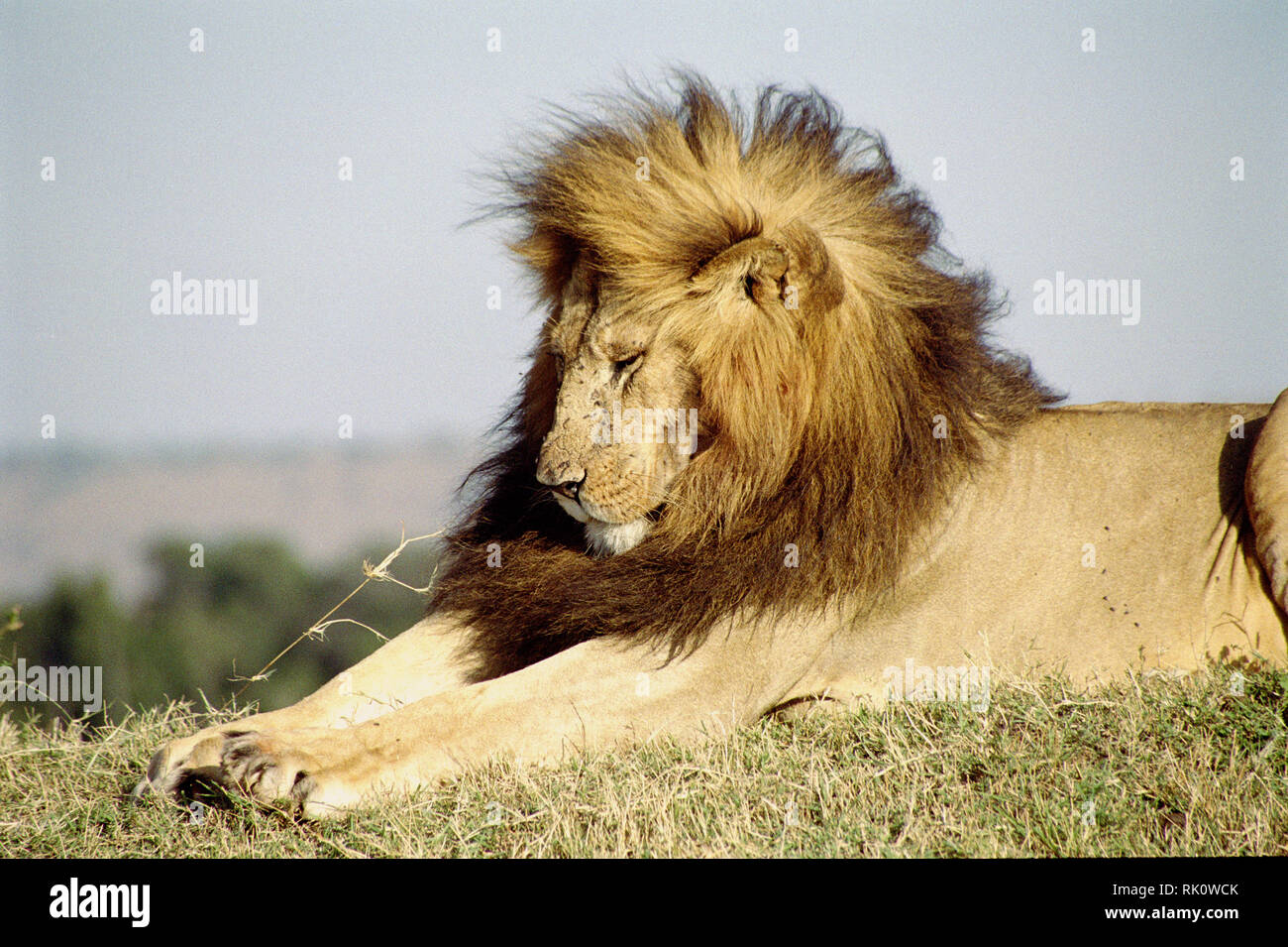 Male lion stretching Stock Photo - Alamy