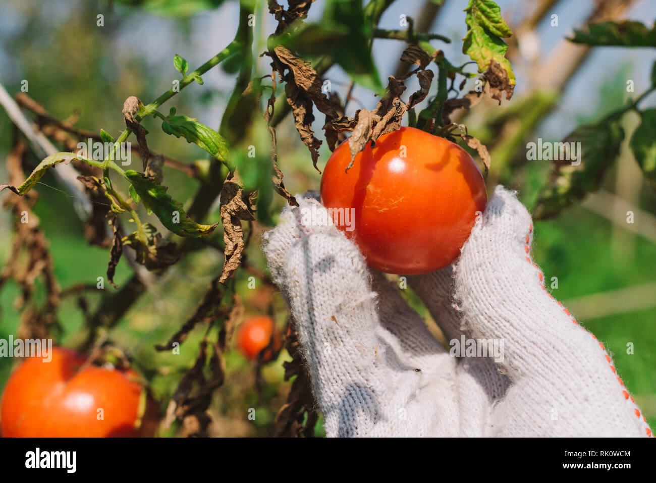Hand picking tomato in organic vegetable garden, close up Stock Photo ...