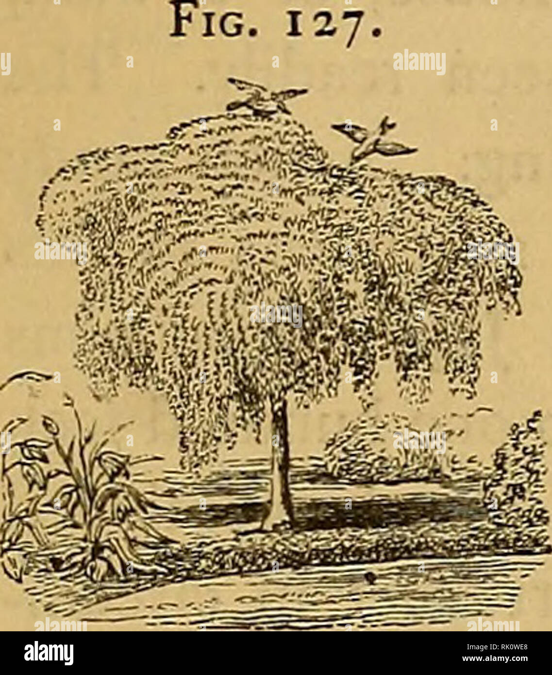 Weeping Cherry Tree Drawing