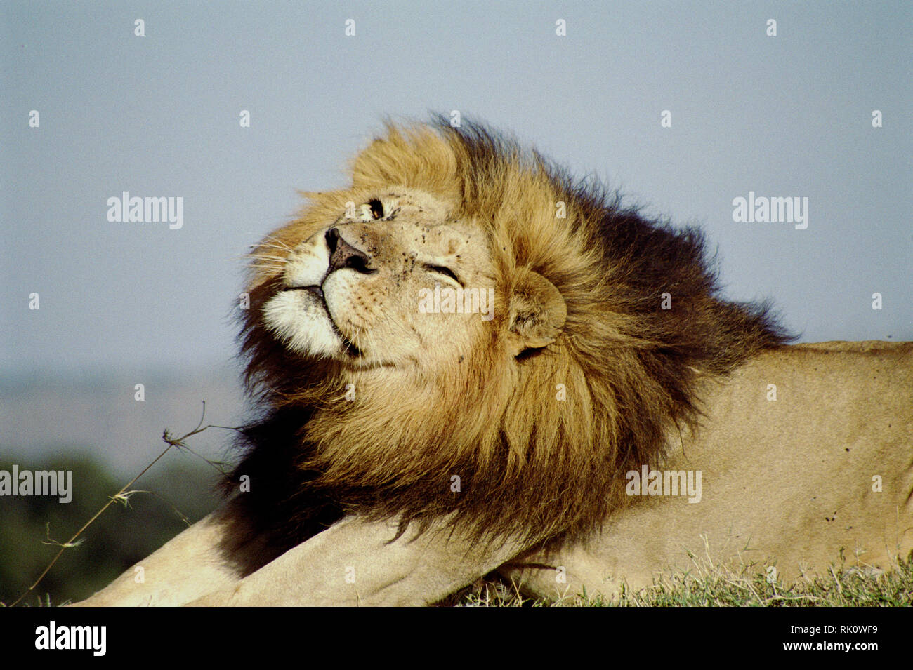 Male lion Stretching Stock Photo - Alamy