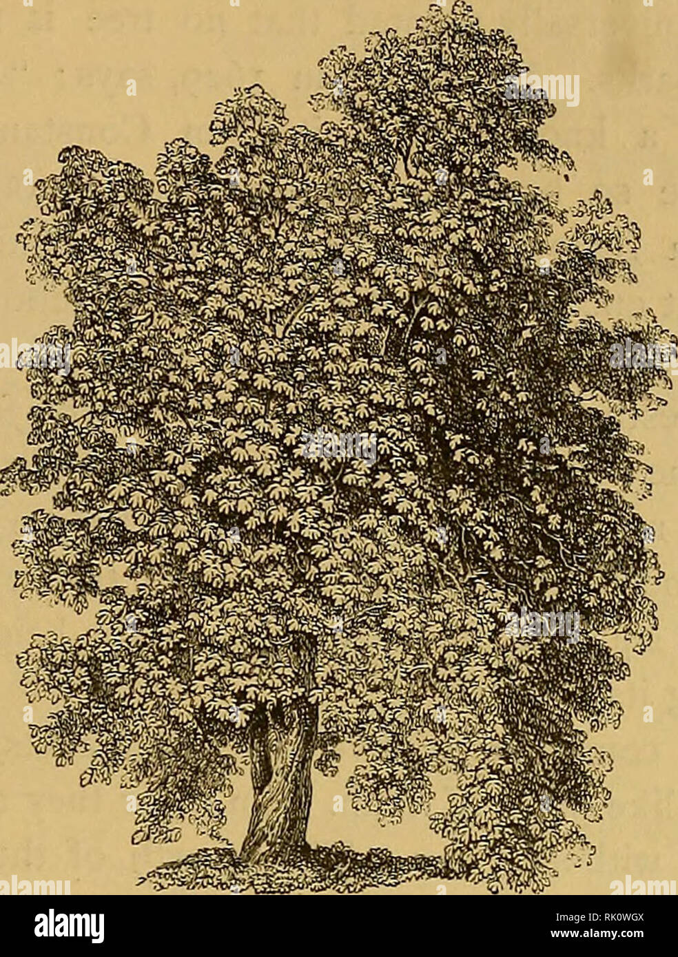 . The art of beautifying suburban home grounds of small extent ...