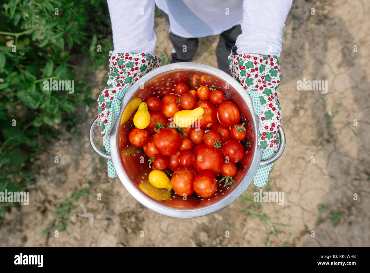 Female farmer holding tomato hi-res stock photography and images - Alamy