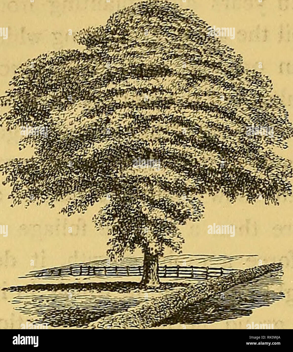 . The art of beautifying suburban home grounds of small extent ...