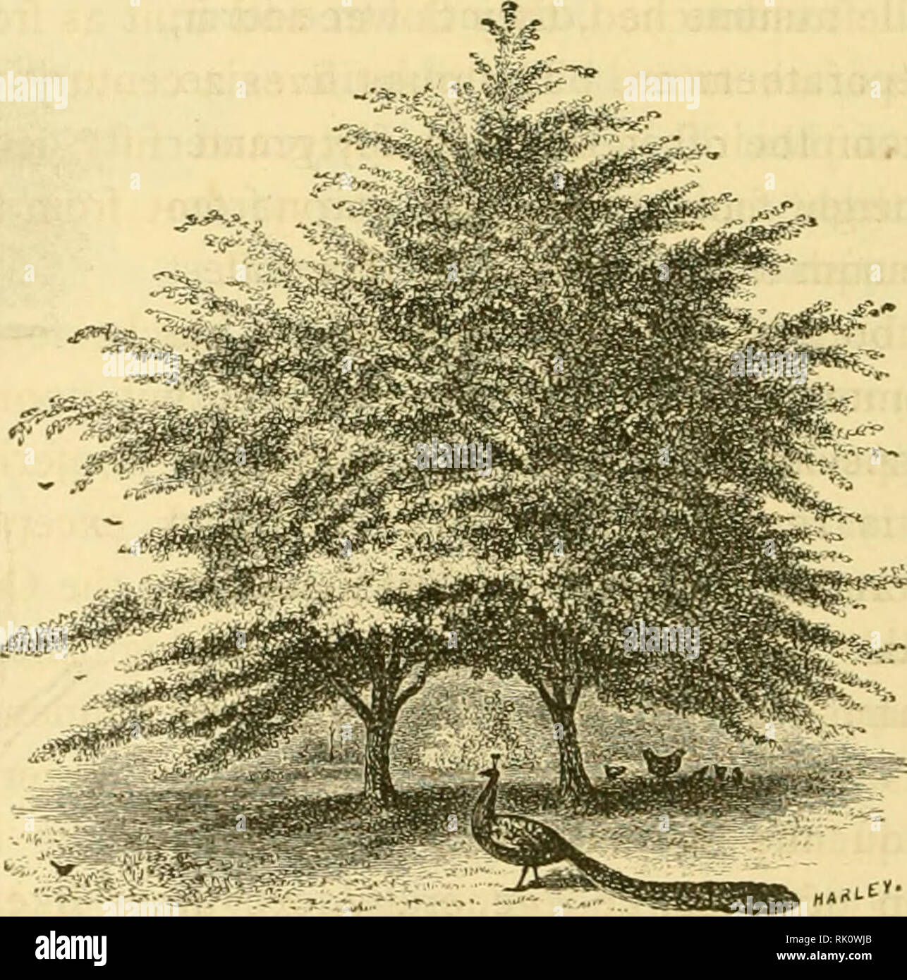 . The art of beautifying suburban home grounds of small extent ...