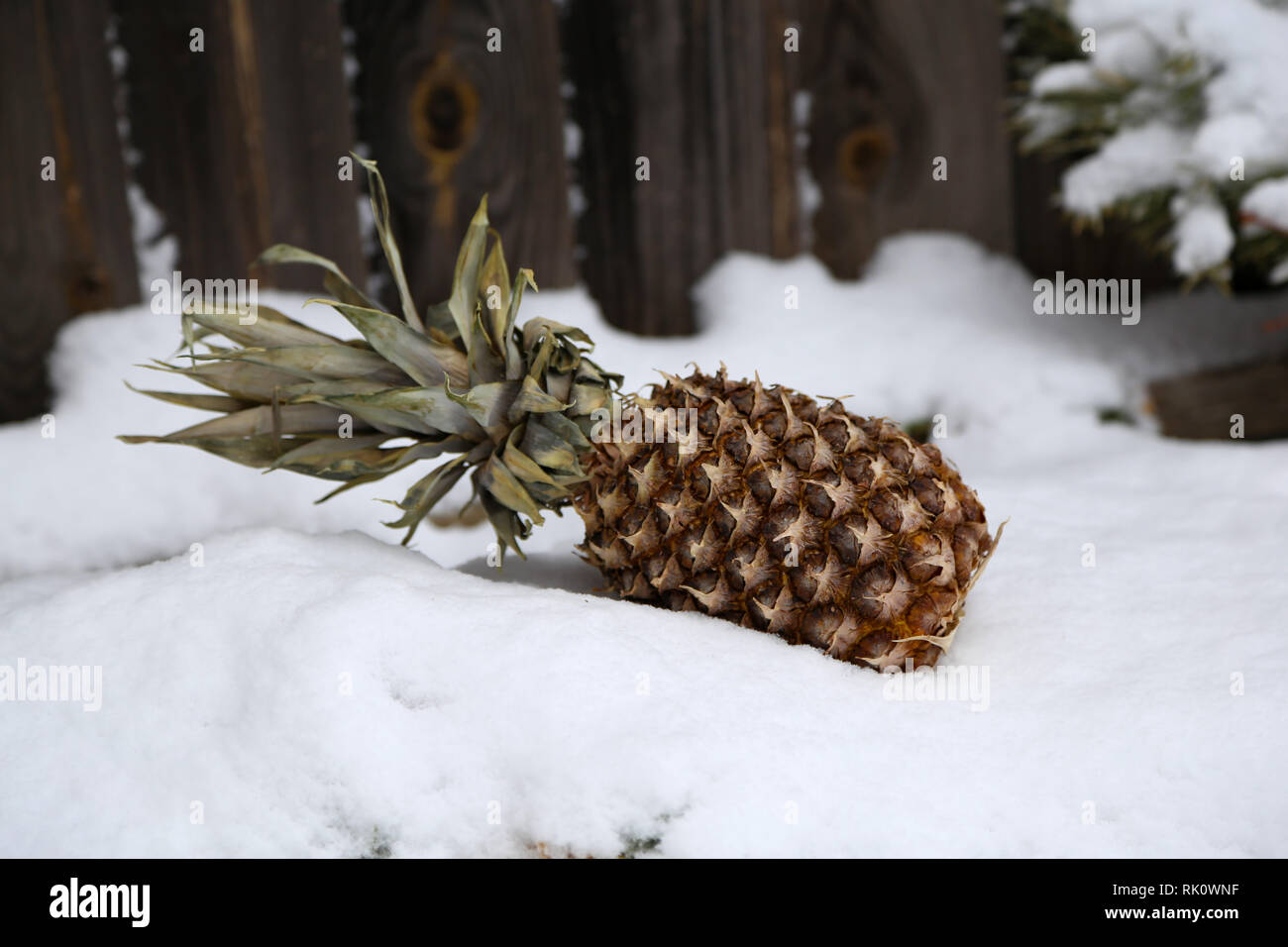 Winter still life / Pineapple in snow Stock Photo - Alamy