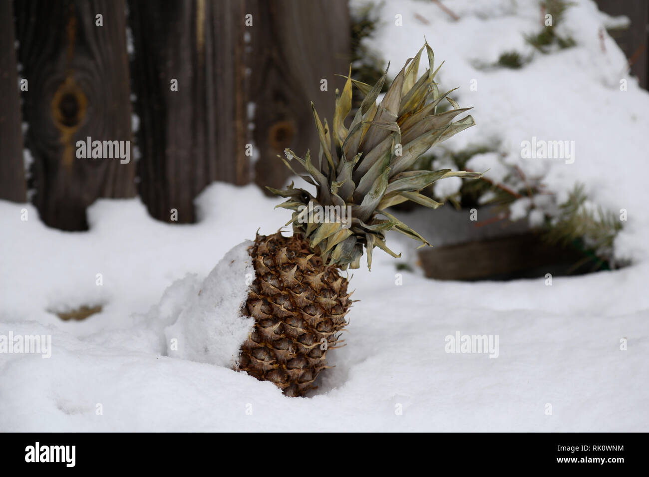 Winter still life / Pineapple in snow Stock Photo - Alamy