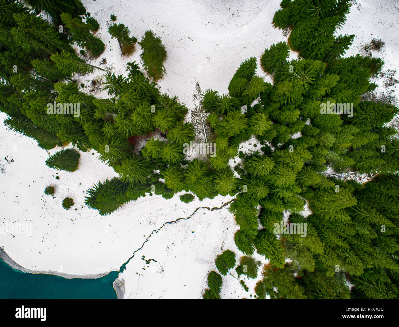 A fresh green pine forest shot in the winter with a drone from the air ...