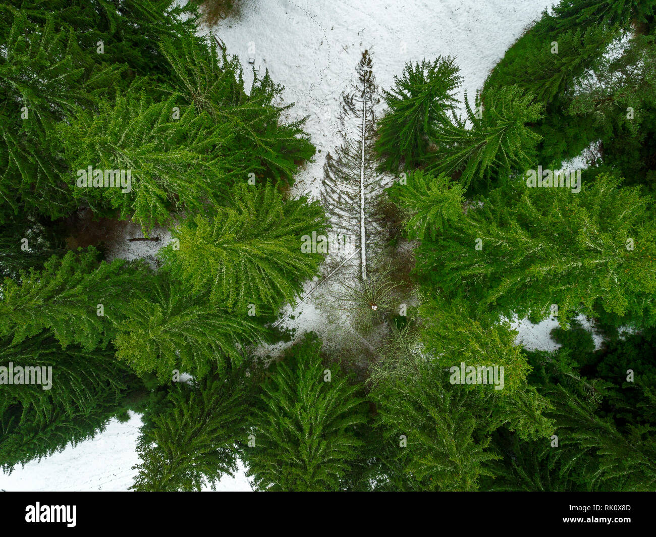 A fresh green pine forest shot in the winter with a drone from the air ...