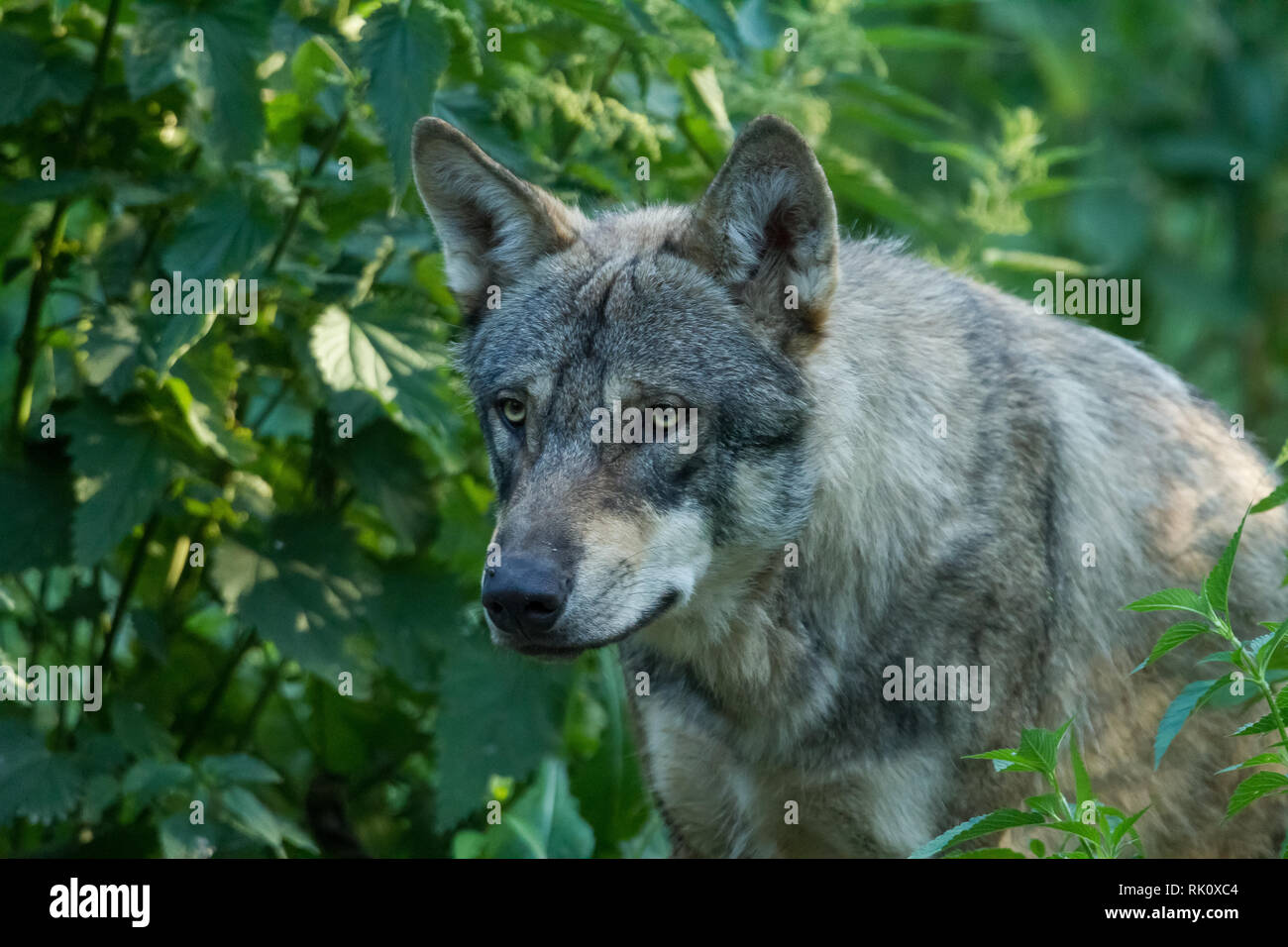 Grey Wolf in the forest Stock Photo - Alamy