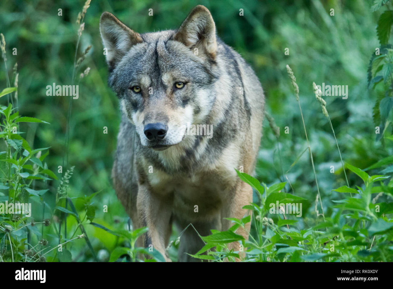 Grey Wolf in the forest Stock Photo - Alamy