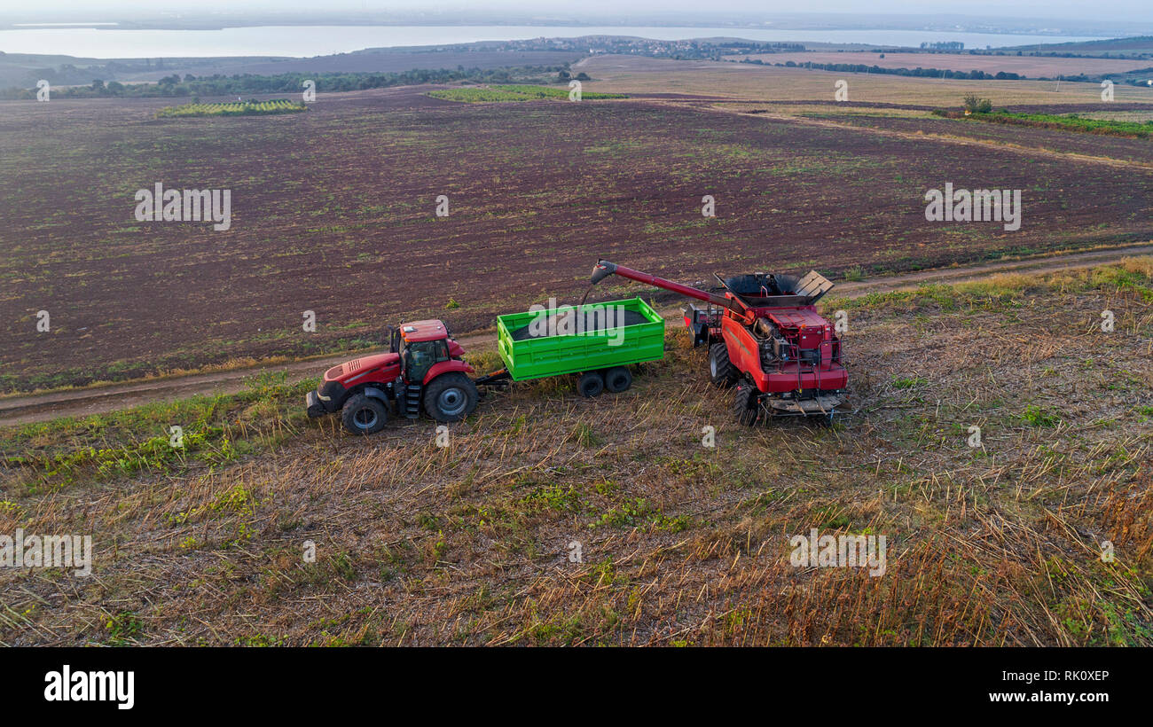 Aerial view on the combine working on the large sunflowers field Stock ...