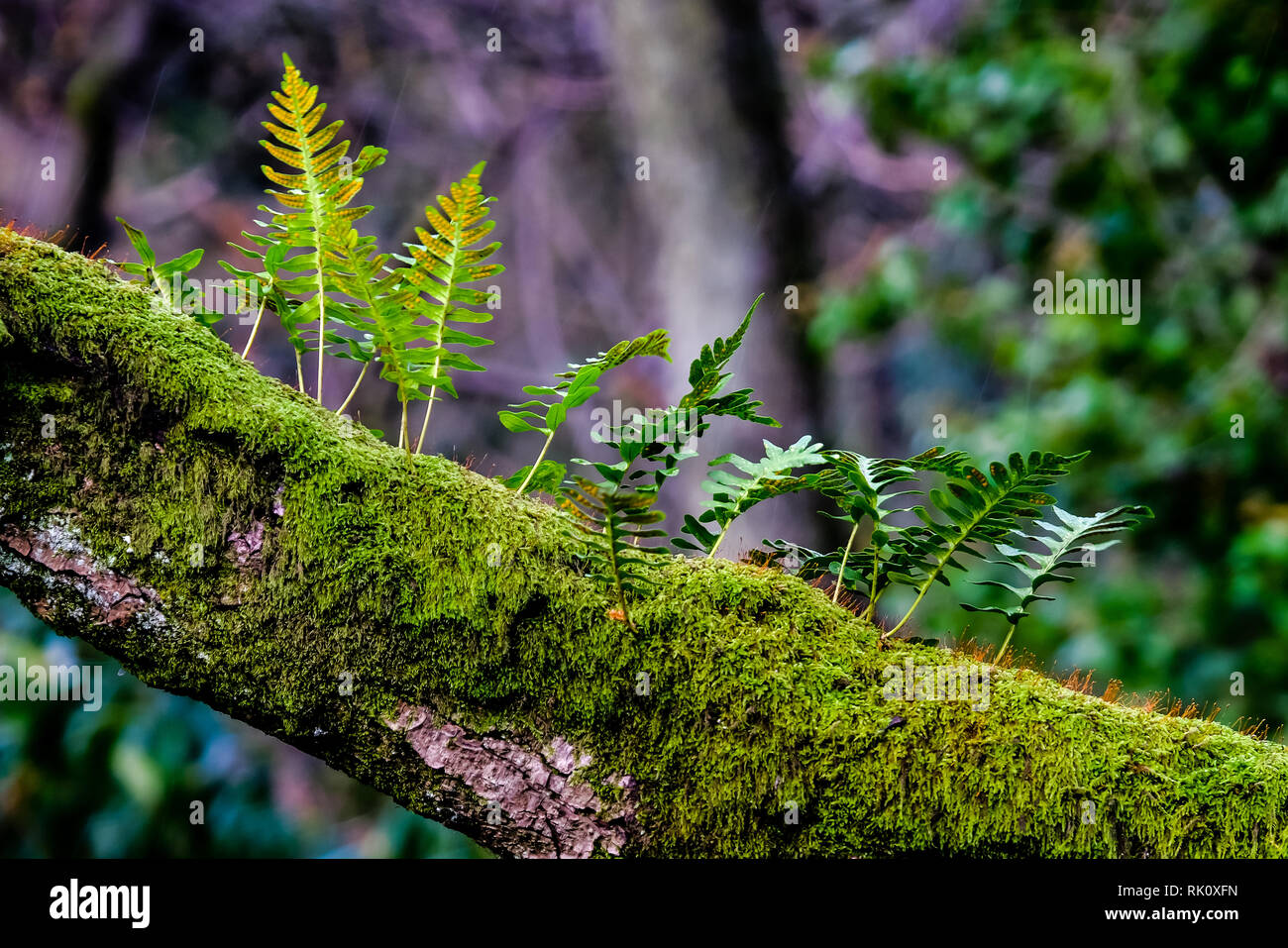 Nature and landscapes in Wales Stock Photo - Alamy
