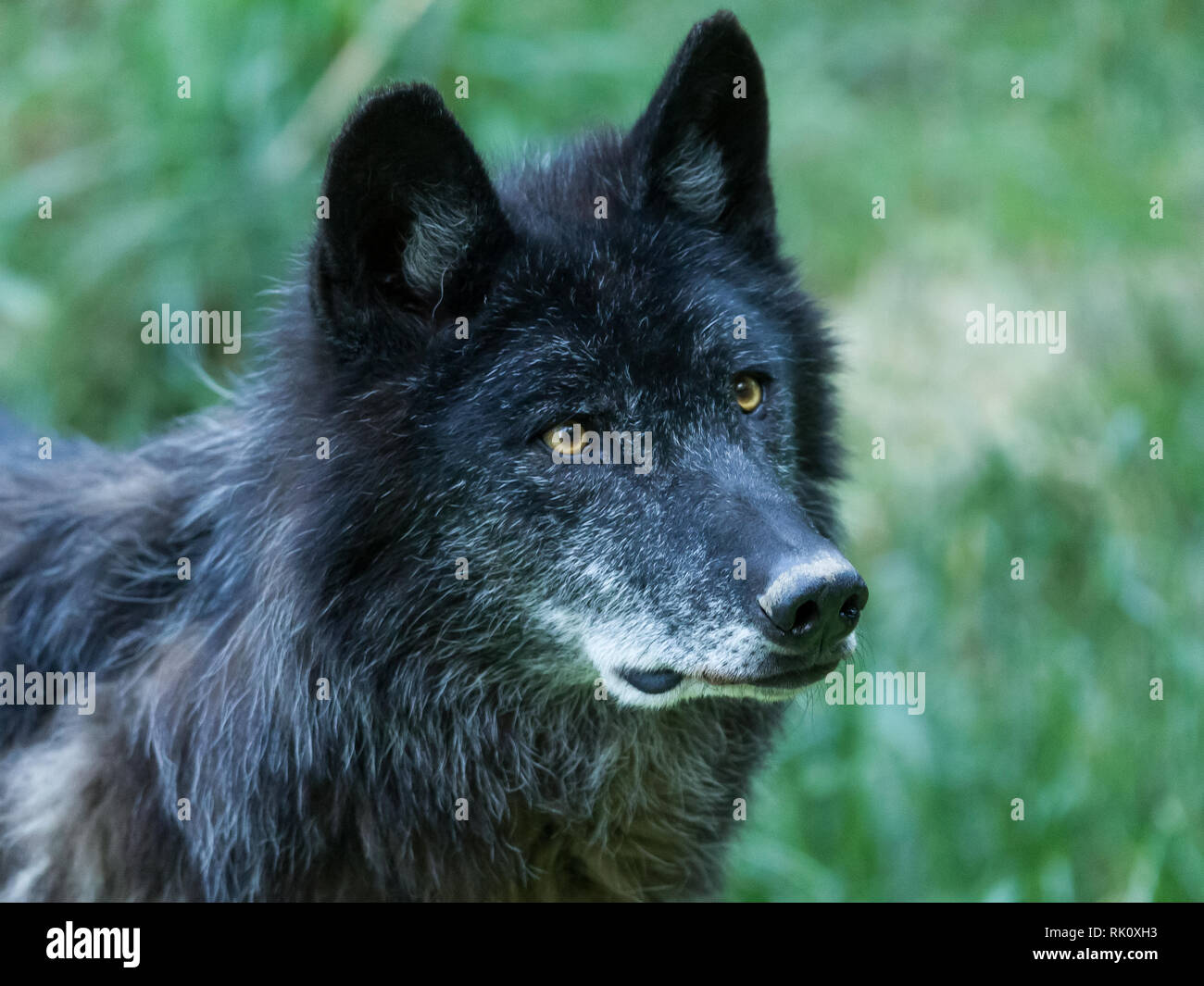 Black Wolf in the forest Stock Photo - Alamy