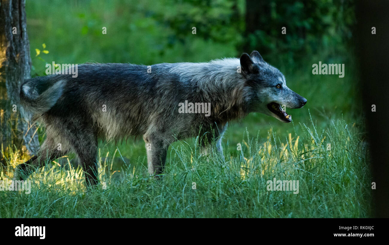 Black Wolf in the forest Stock Photo - Alamy