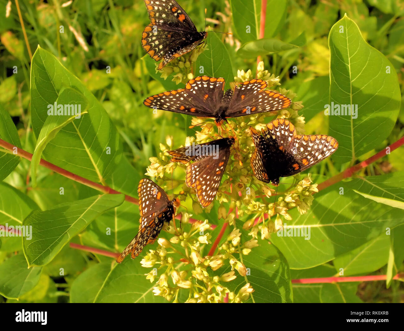 Butterfly feeding frenzy Stock Photo - Alamy