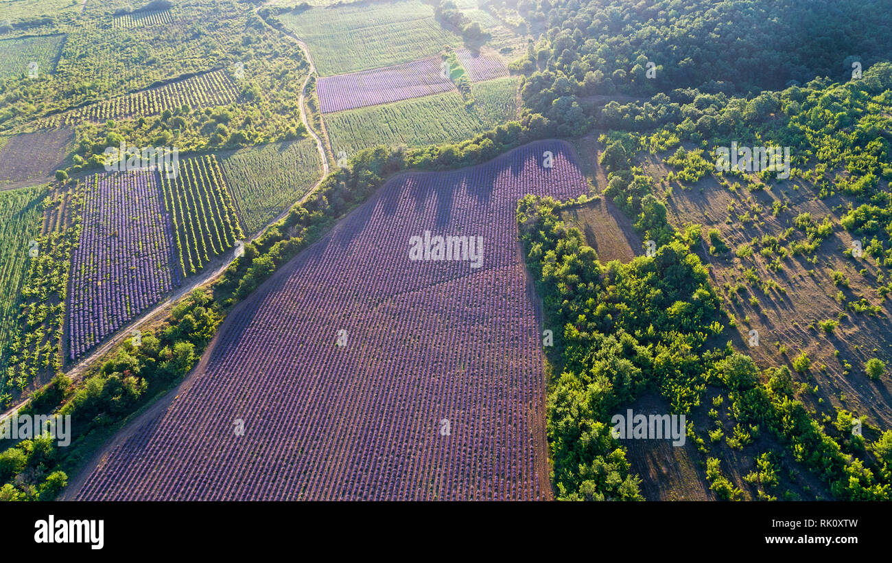 Beautiful lavender field aerial view hi-res stock photography and ...