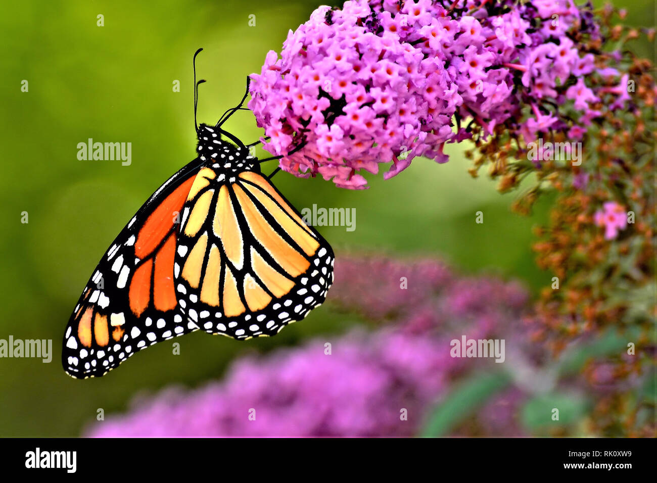 Colorful Butterfly on a butterfly bush Stock Photo - Alamy