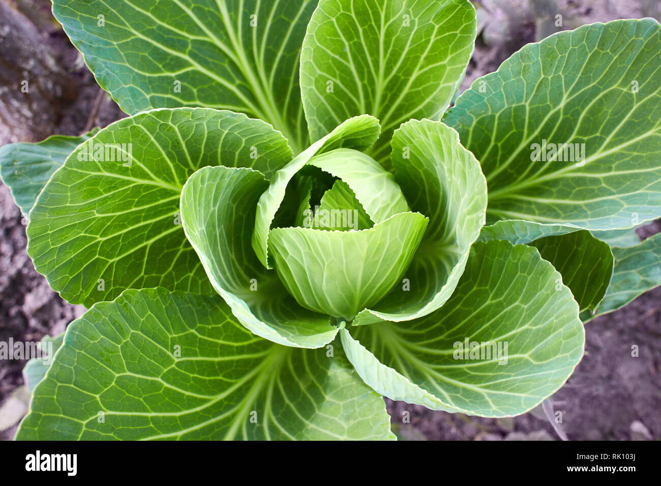 Big head of cabbage hi-res stock photography and images - Alamy