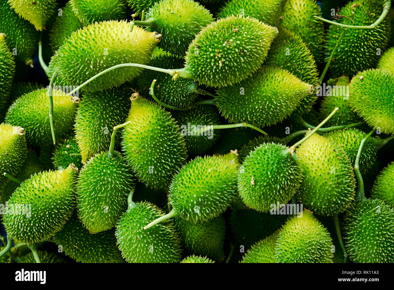 Thumba plant hi-res stock photography and images - Alamy