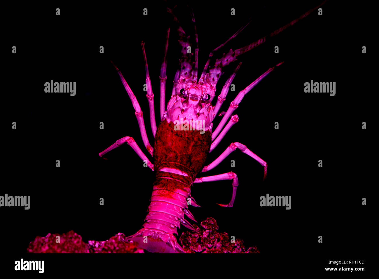 Alien Movie High Resolution Stock Photography and Images - Alamy