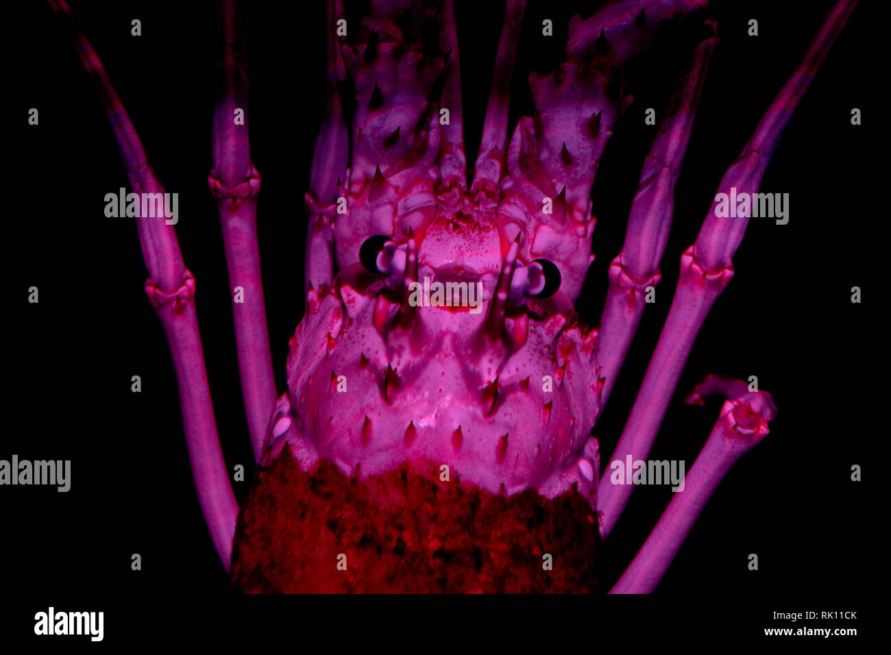 Alien movie mouth hi-res stock photography and images - Alamy