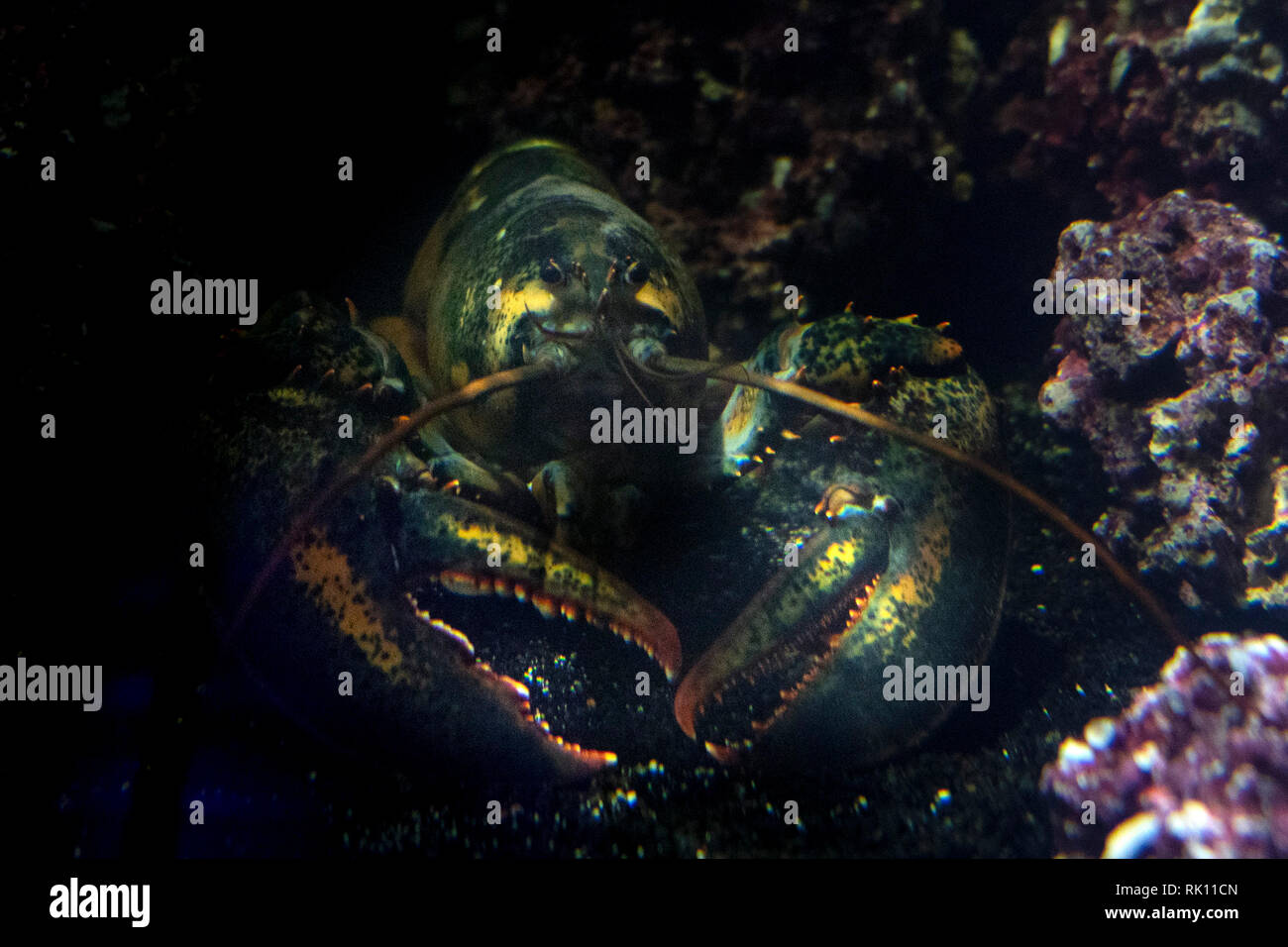homarus lobster underwater close up Stock Photo - Alamy