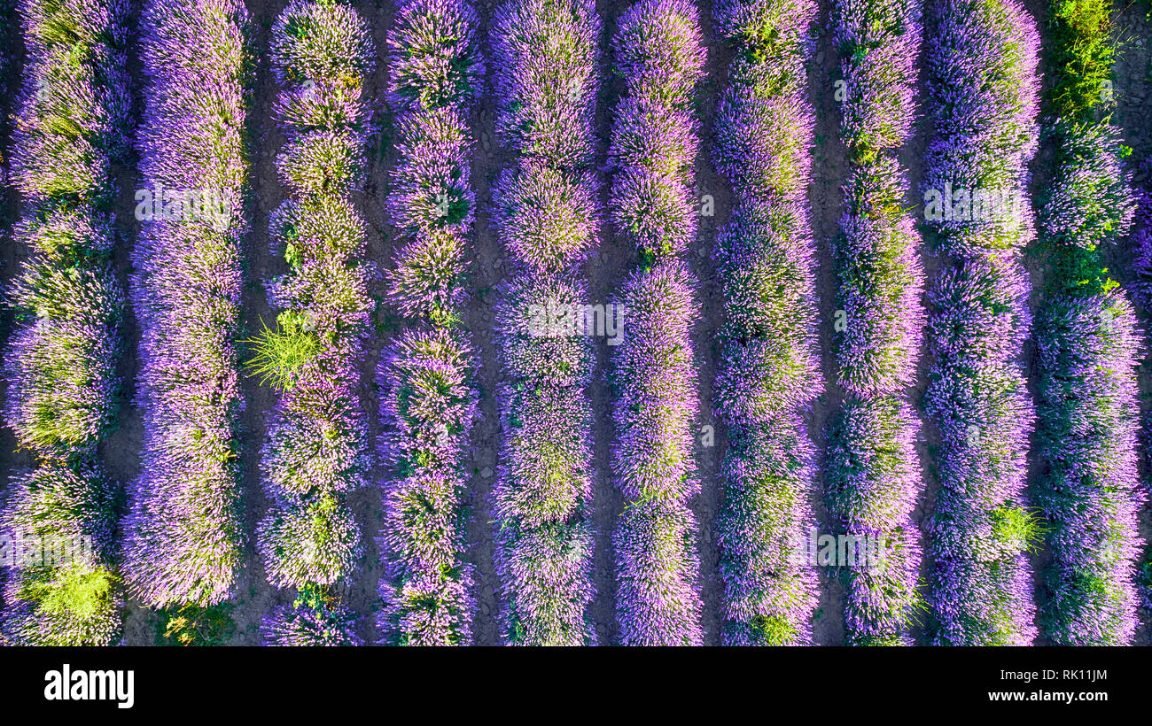 Aerial view of a landscape with lavender field at sunset - Image Stock ...