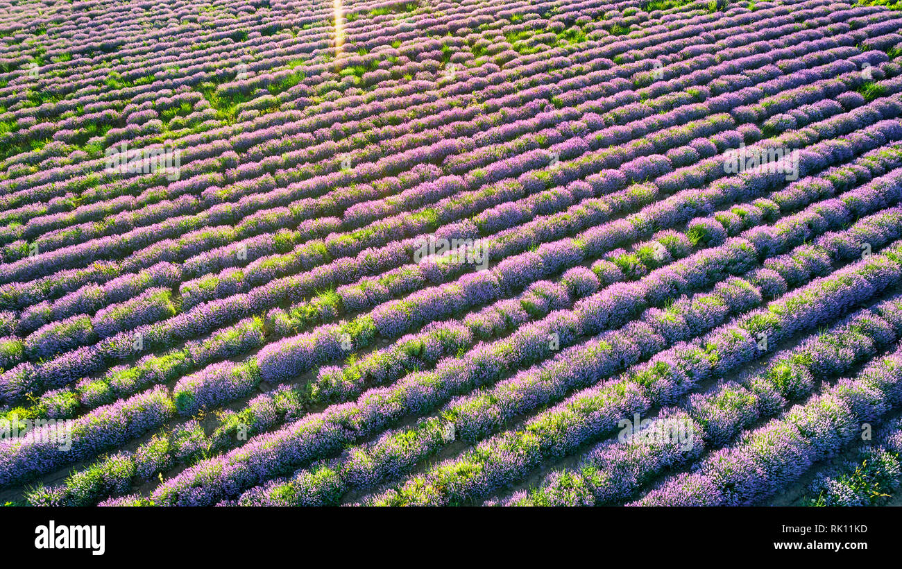 Beautiful lavender field aerial view hi-res stock photography and ...