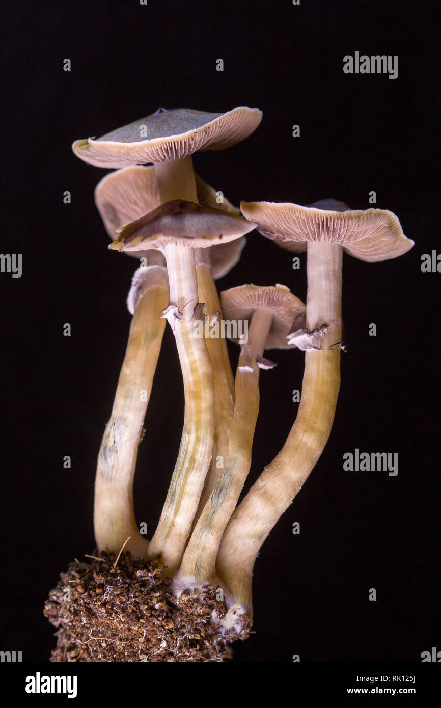 Psilocybe cubensis - fresh magic mushrooms in soil with a black ...