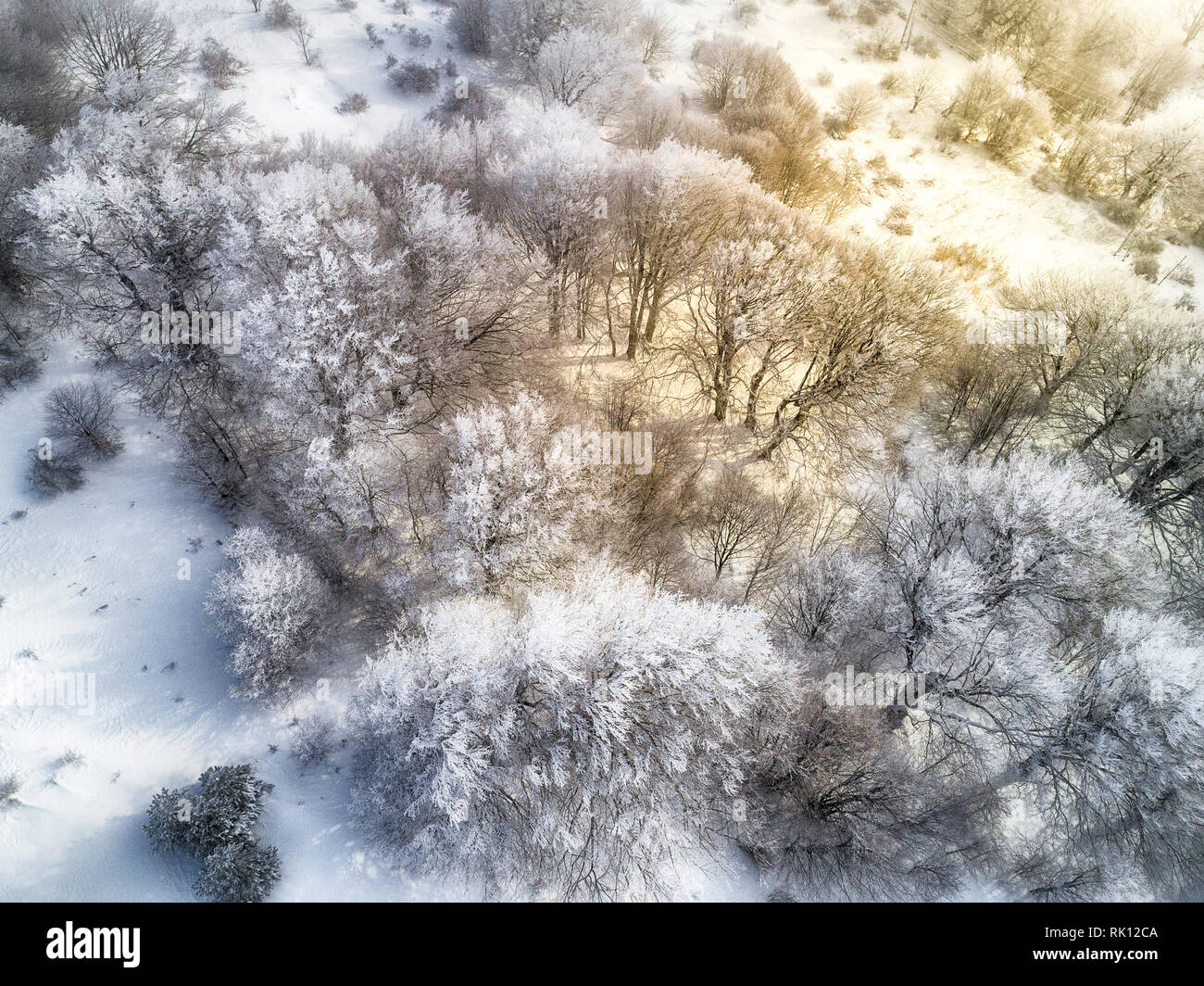 Cold winter morning in mountain forest with snow covered fir trees ...