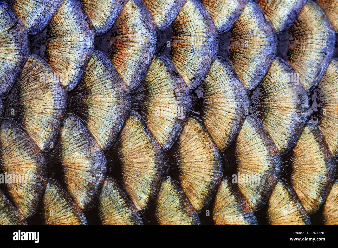 Gold carp golden carp hi-res stock photography and images - Alamy