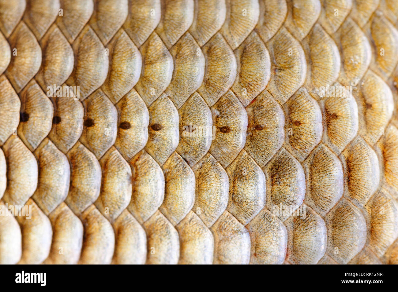 Shiny carp hi-res stock photography and images - Alamy
