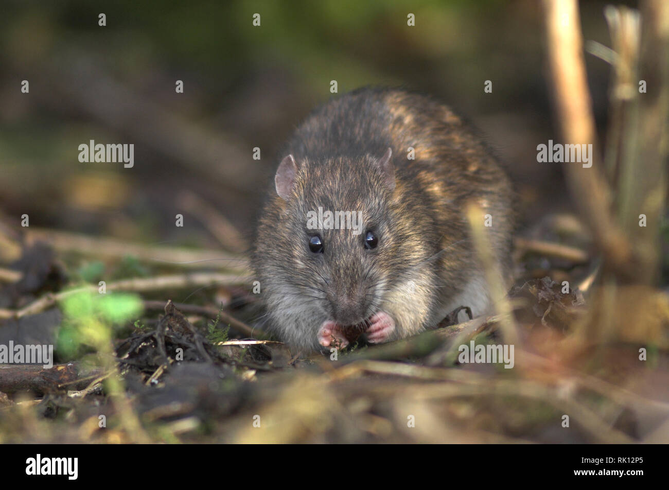 Brown rat rattus norvegicus widespread hi-res stock photography and ...