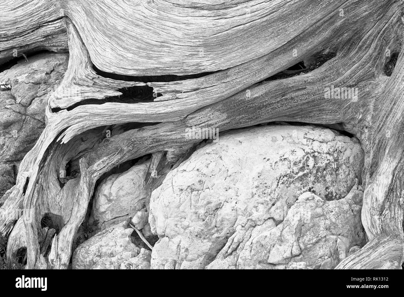 Tree root texture hi-res stock photography and images - Alamy