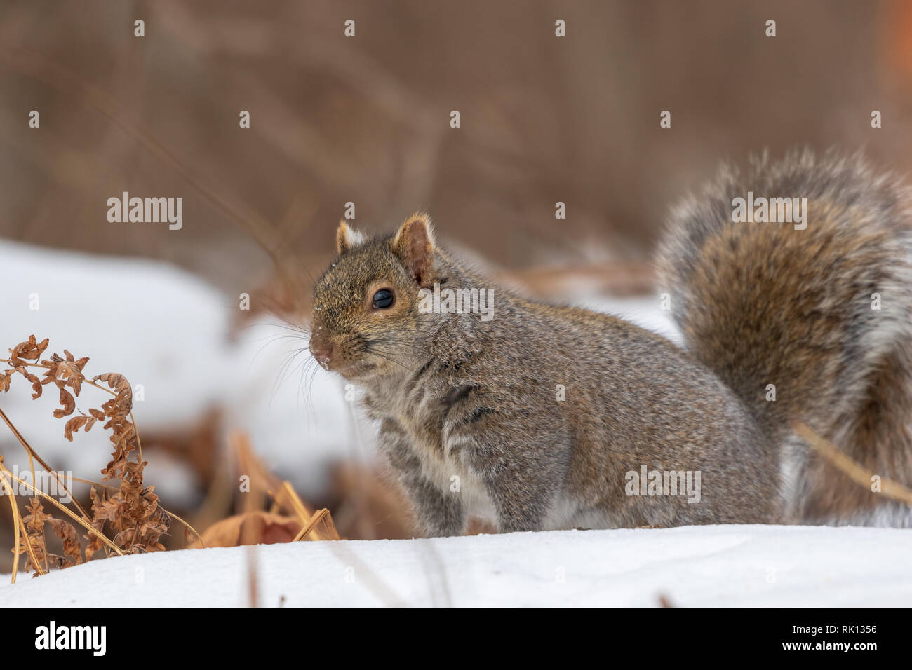 Eastern gray squirrel in northern Wisconsin Stock Photo - Alamy