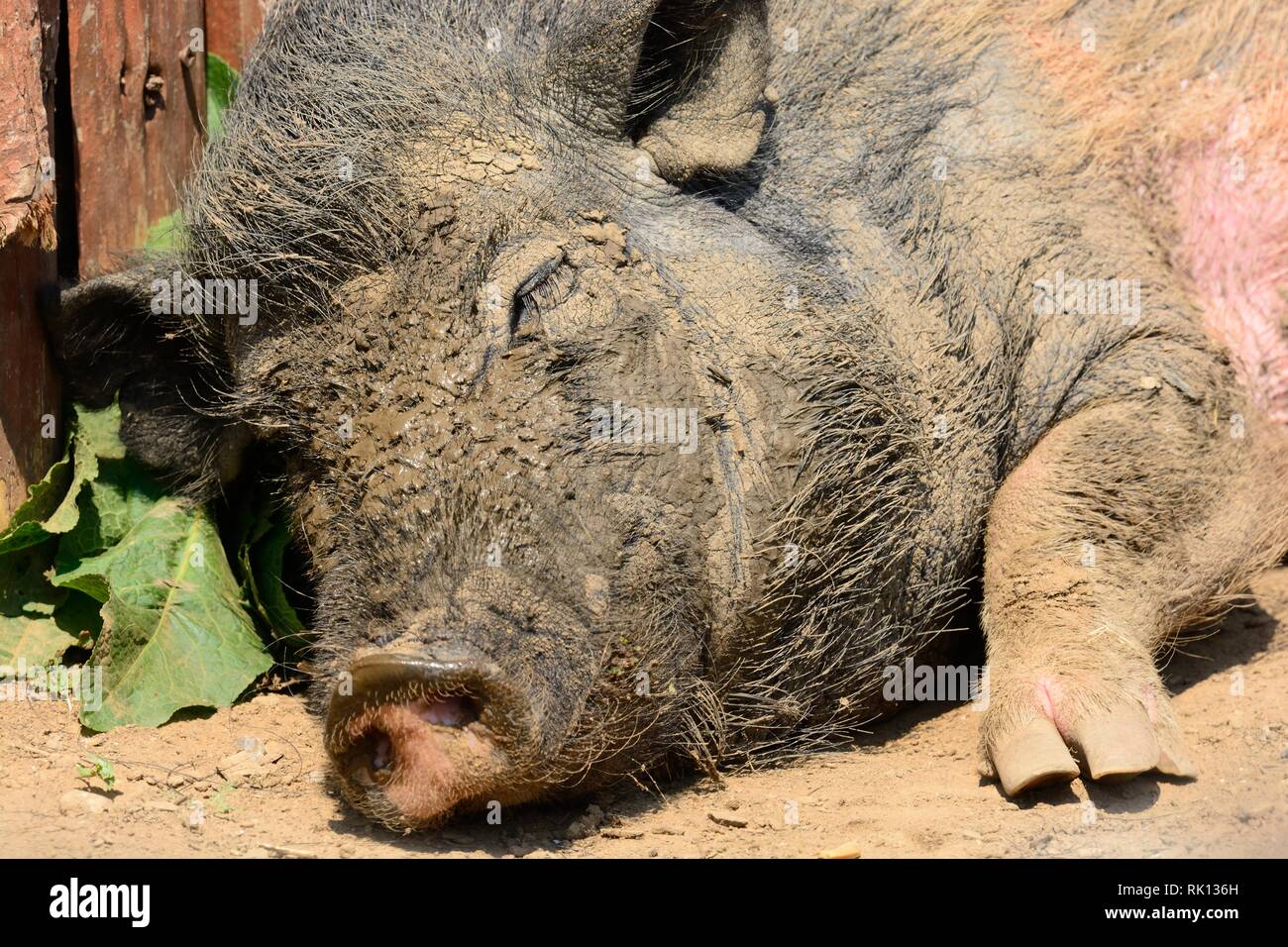 Portrait of a pig sleeping on the ground on a hot summers day Stock ...