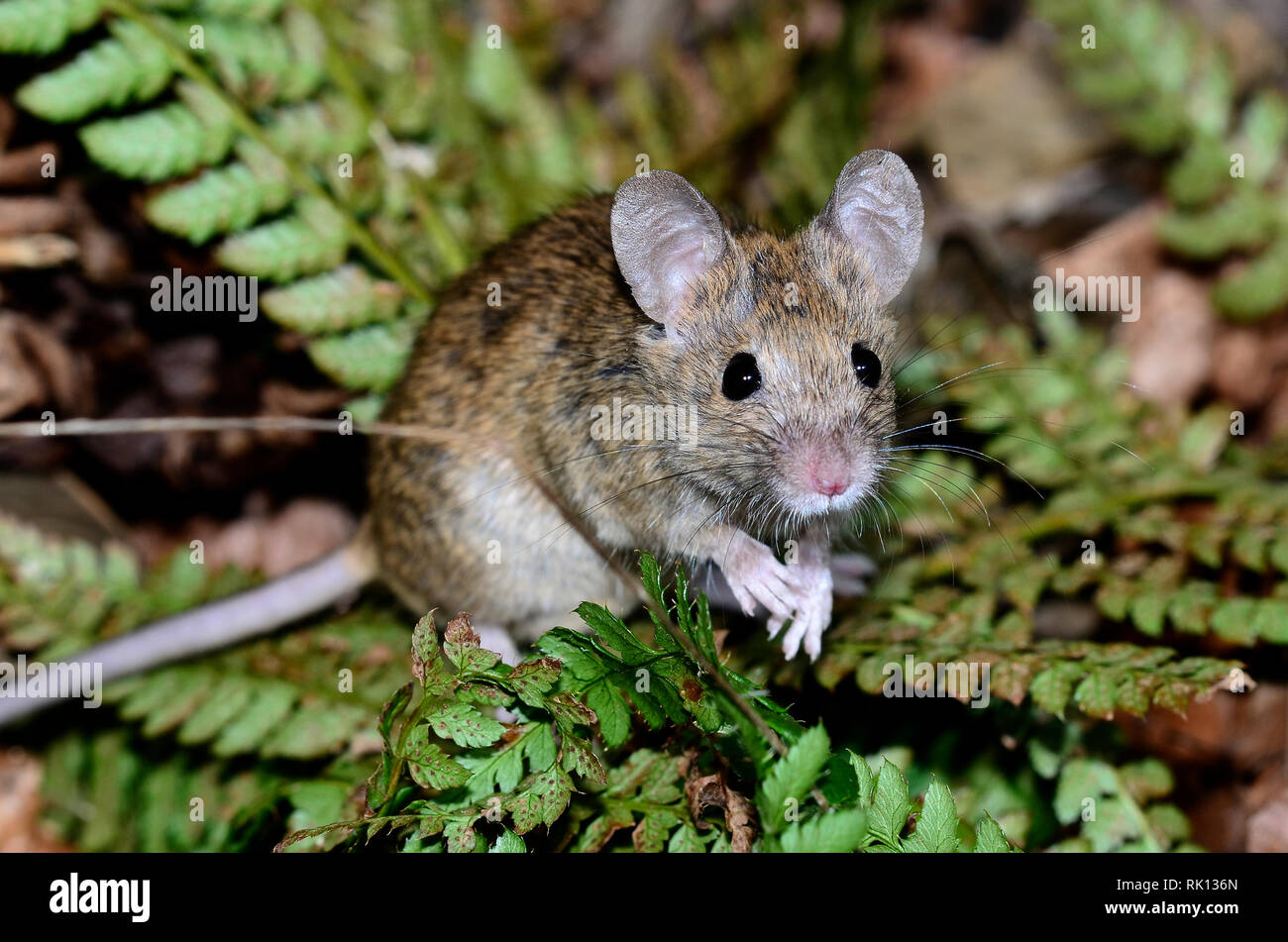 House mouse hi-res stock photography and images - Alamy